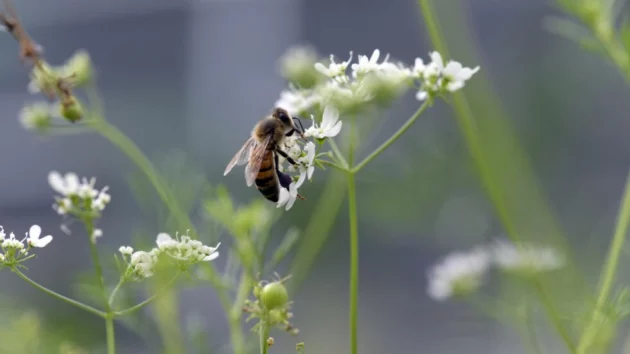 BeeGuard、デジタル技術が生物多様性に目を光らせているとき | Antenne France